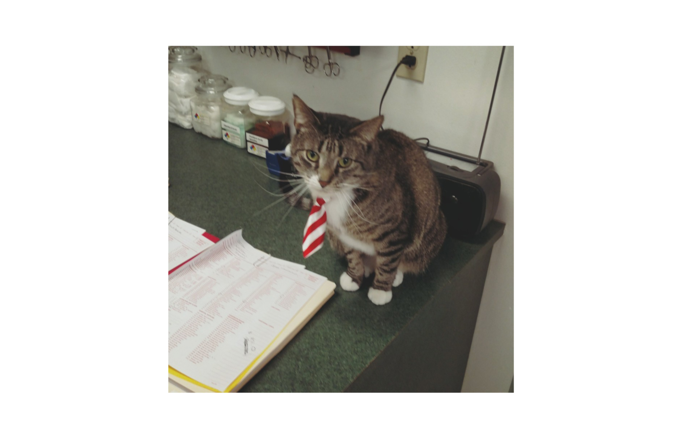 Freed Veterinary Hospital | Community Focus